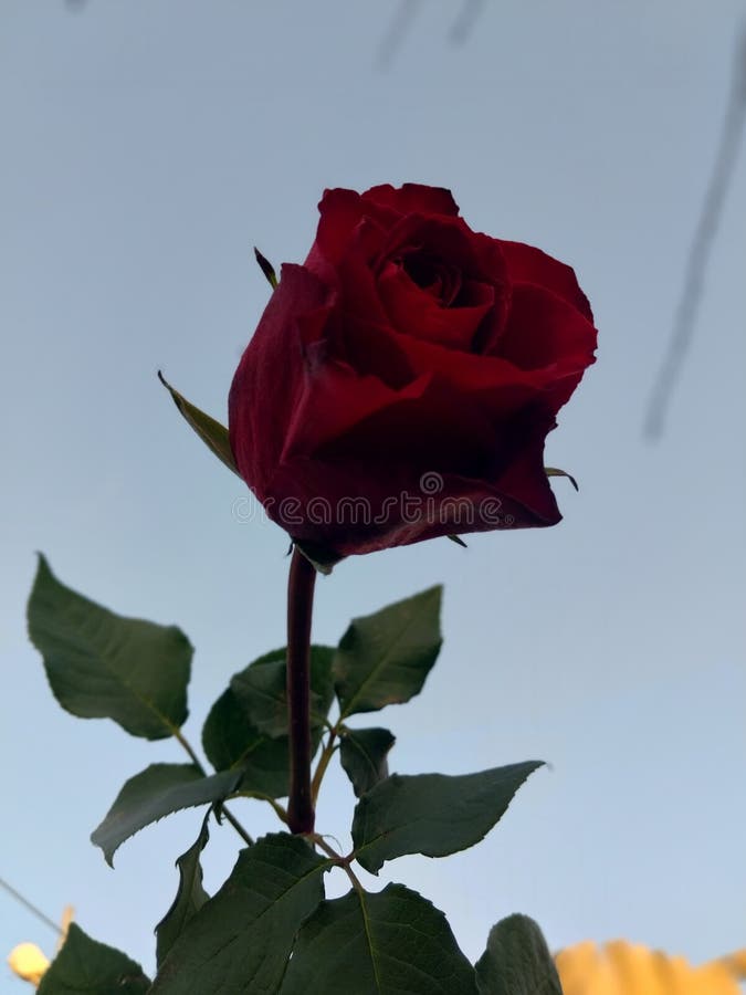 Rose? fly the sky stock photo. Image of rose, garden - 272018742