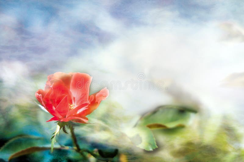1,152 Red Rose Fog Stock Photos - Free & Royalty-Free Stock Photos from ...