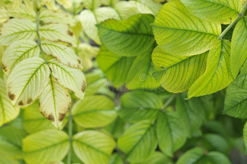 Rose foliage stock photo. Image of color, colour, leaf - 30843732