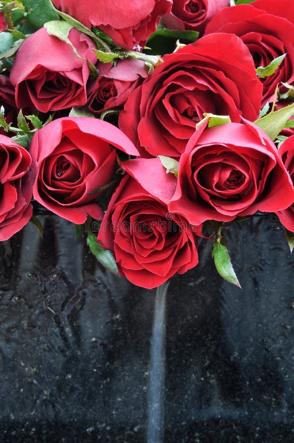 Rose with fountain stock image. Image of nature, fountain - 21787545