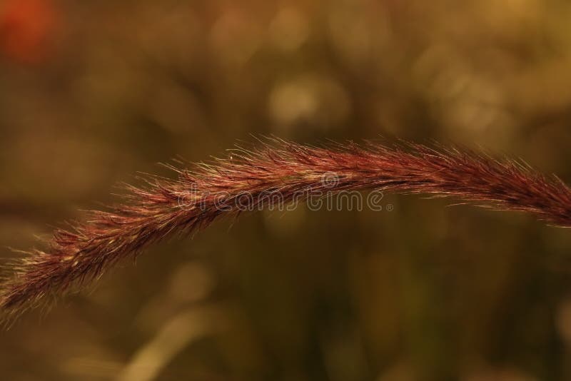 Rose Fountain Grass . Single Arching Bloom Stock Image - Image of ...