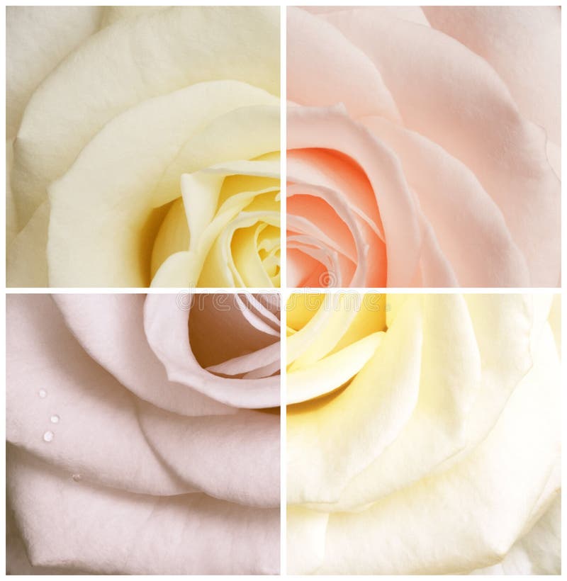 Six Rose Four Red and Two Pink Stock Image - Image of specias, cuites ...