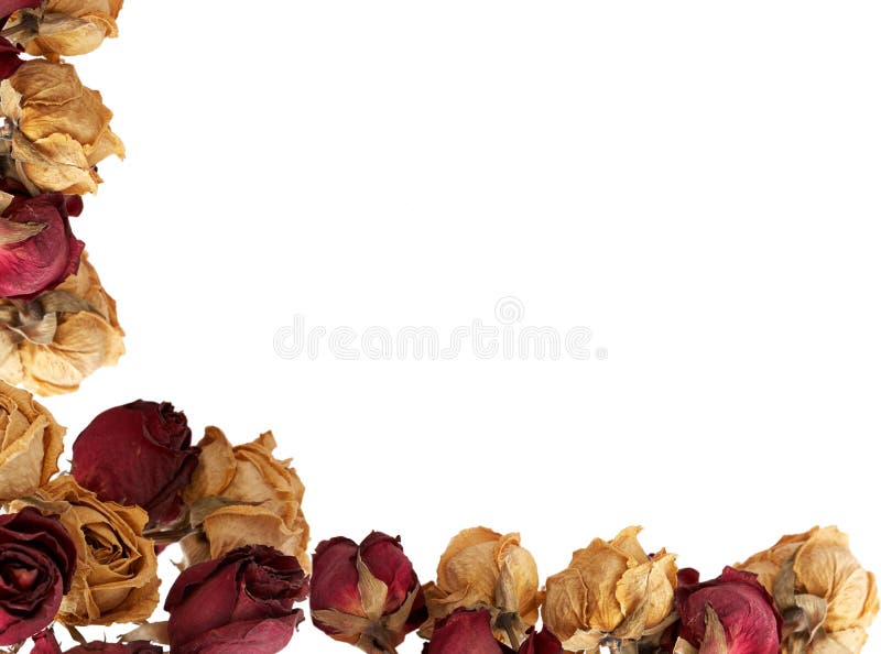 Rose frame stock image. Image of corner, abstract, poster - 6704999