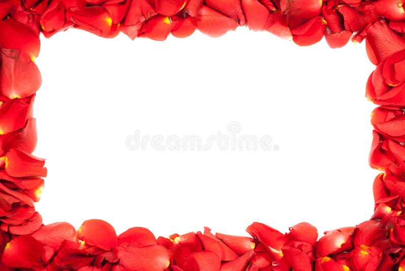 A rose frame stock photo. Image of frame, fresh, flower - 49872608