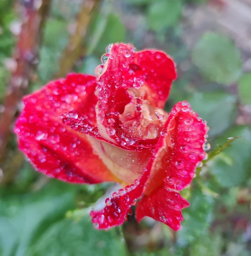 Rose fresh rain drops stock image. Image of pink, wildflower - 202166947