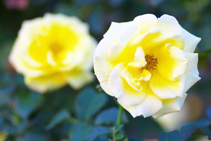 Rose Fresia stock image. Image of fall, floribunda, autumn - 98092461