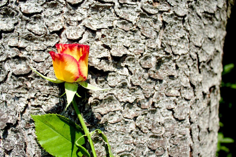 Rose in front of a bark stock image. Image of floral - 160750197