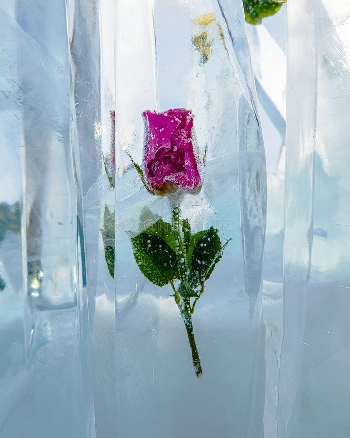 Rose Frozen in Ice, Close-up. the Background of a Red Rose Flower in an ...