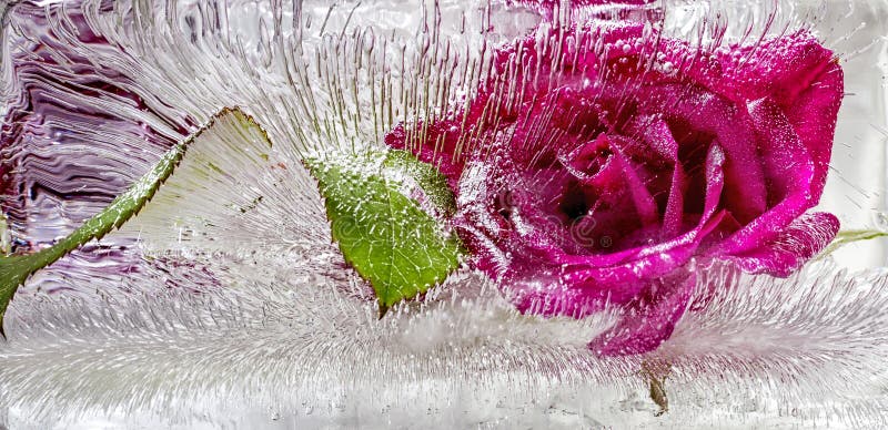 Rose frozen in ice stock photo. Image of elegance, beauty - 75195904