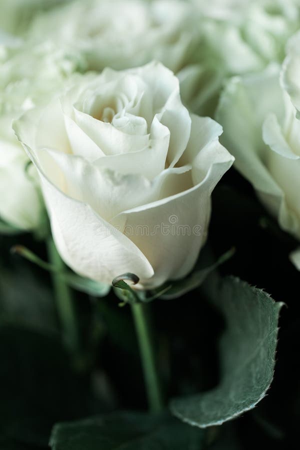 Rose in Full Bloom. an Elegant Rose Bud. Rose Flower Stock Photo ...