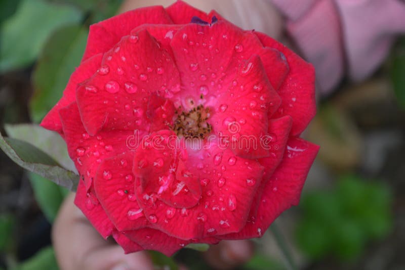 Rose Full Blooming with Splash of Water Stock Image - Image of full ...