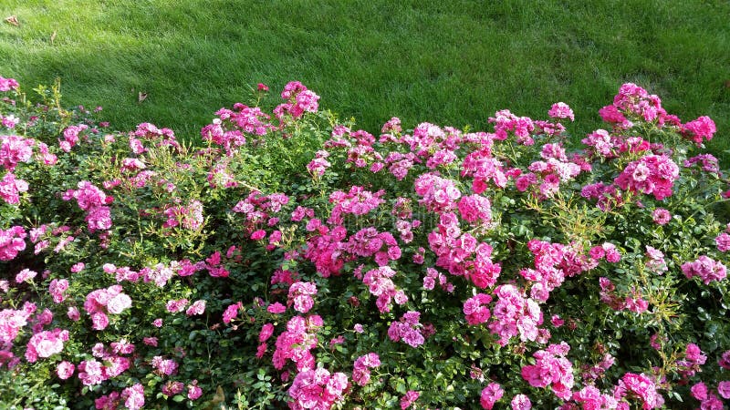 Miniature Roses Garden stock photo. Image of petals - 226849614