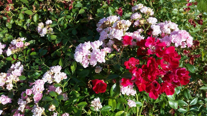 Miniature Roses Gardens stock image. Image of flowers - 226850231