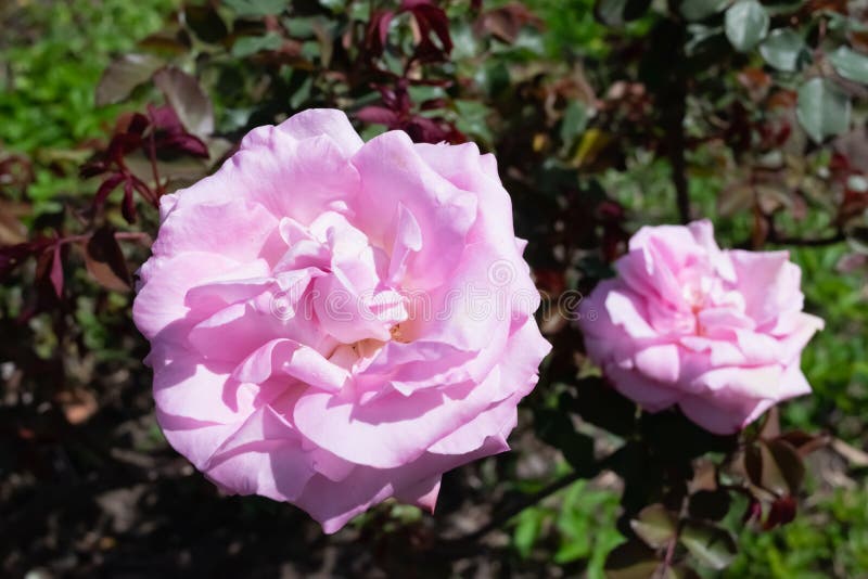 Pink Roses in the Garden, Close-up. Stock Image - Image of botany ...