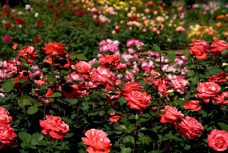 Rose Garden stock image. Image of blooming, floral, botany - 4407207