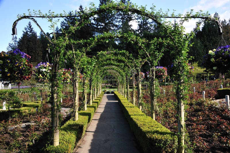 Rose Garden Arches and Path Stock Photo - Image of canada, colorful ...