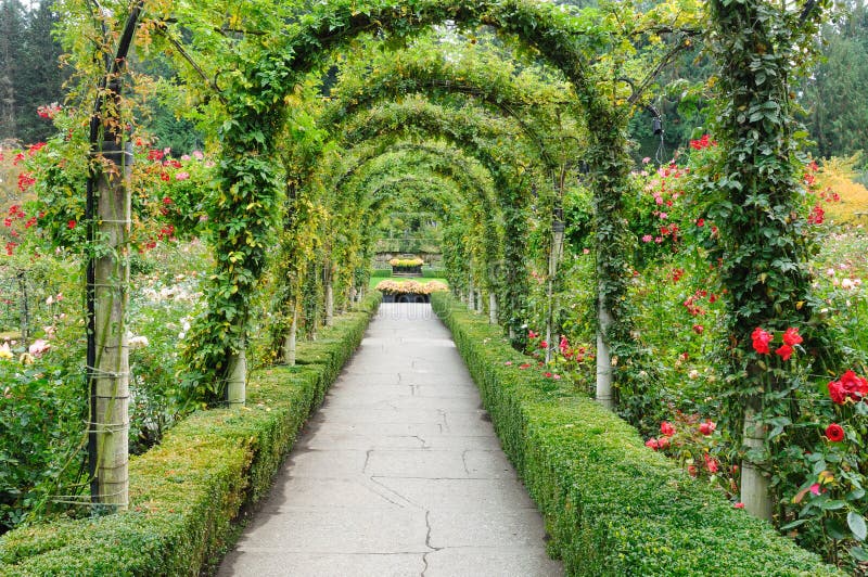 Rose Garden Arches and Path Stock Photo - Image of canada, colorful ...