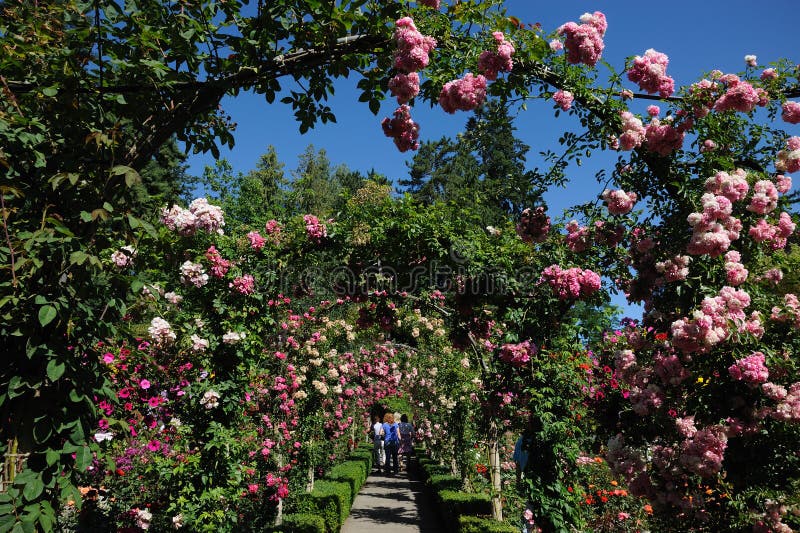 Rose Garden Arches and Path Stock Photo - Image of canada, colorful ...