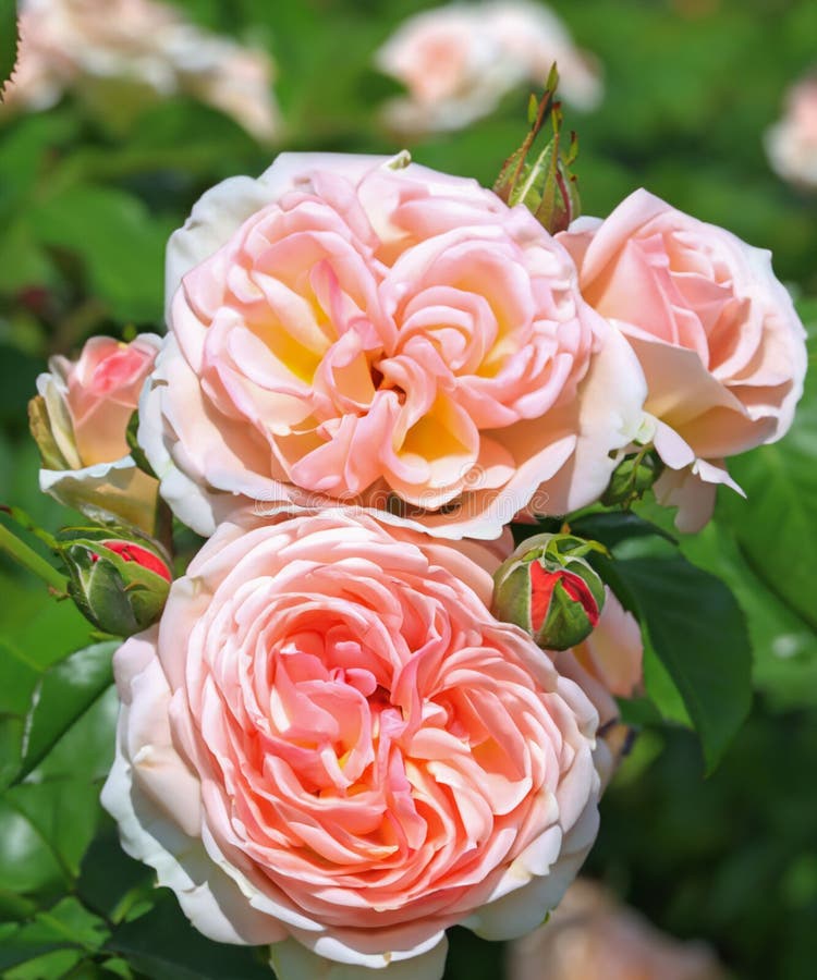 Rose Garden. Beautiful Display of Roses in a Large Garden Setting Stock ...