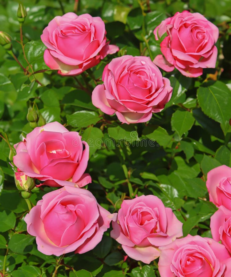 Rose Garden. Beautiful Display of Roses in a Large Garden Setting Stock ...