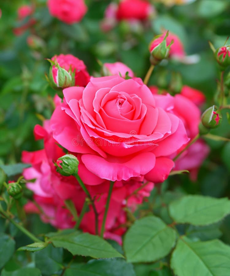 Rose Garden. Beautiful Display of Roses in a Large Garden Setting Stock ...