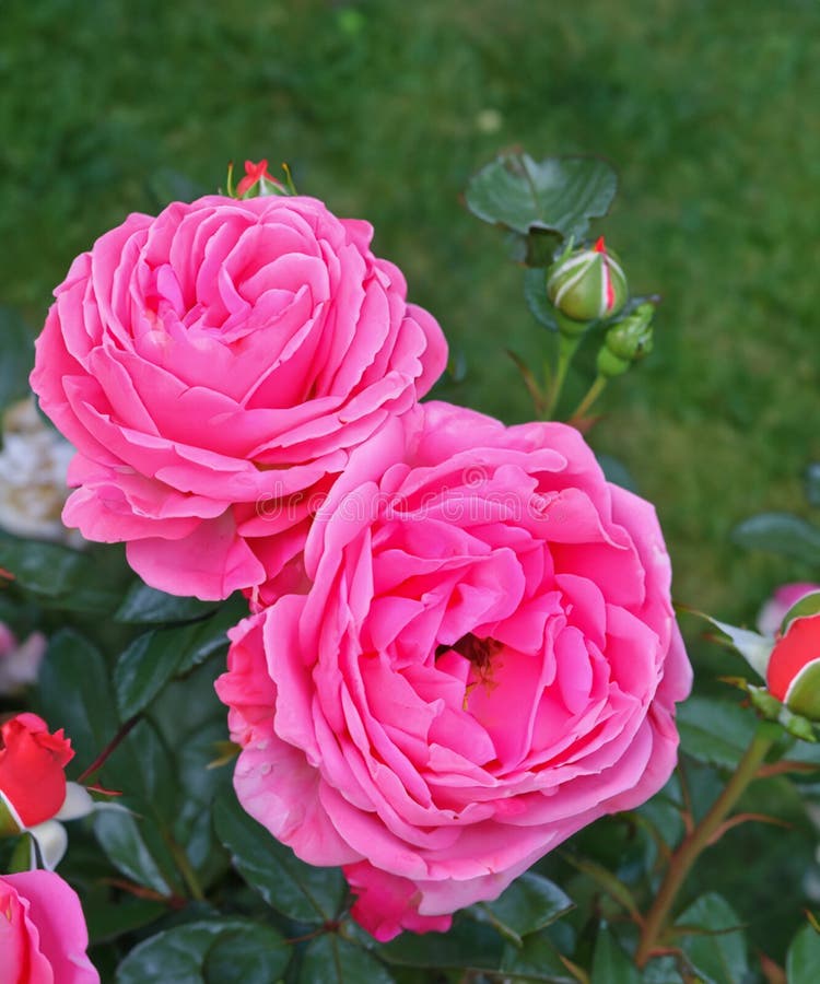 Rose Garden. Beautiful Display of Roses in a Large Garden Setting Stock ...