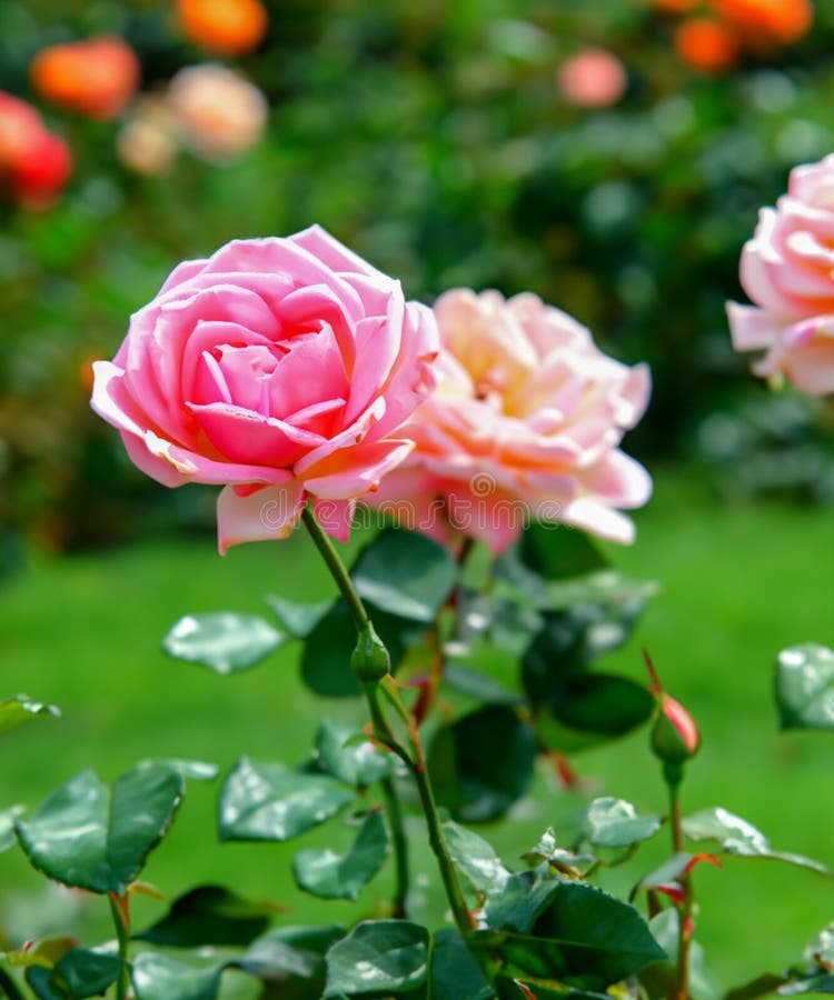 Rose Garden. Beautiful Display of Roses in a Large Garden Setting Stock ...