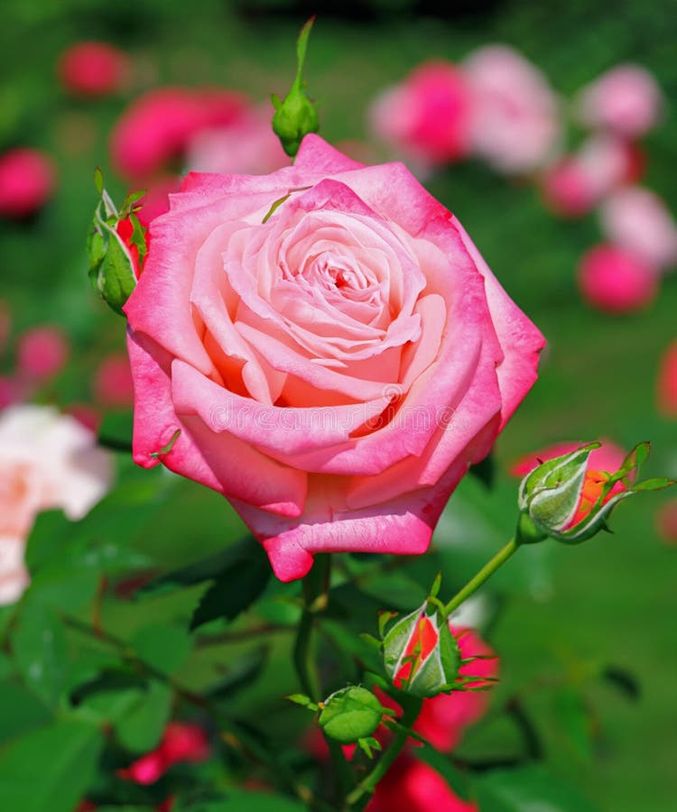 Rose Garden. Beautiful Display of Roses in a Large Garden Setting Stock ...
