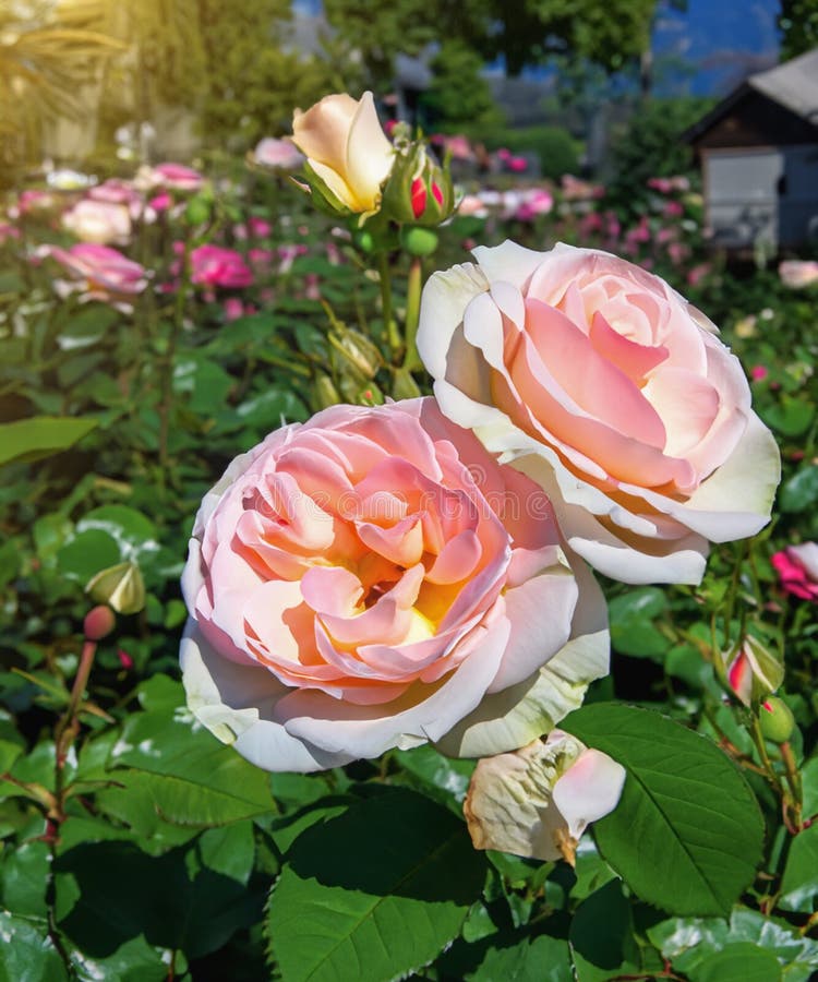 Rose Garden. Beautiful Display of Roses in a Large Garden Setting Stock ...