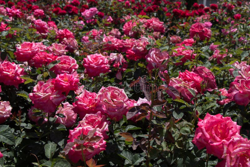 Rose Garden with Beautiful Fresh Roses Stock Photo - Image of roses ...