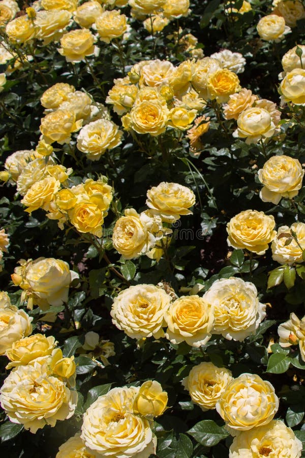 Rose Garden with Beautiful Fresh Roses Stock Image - Image of single ...