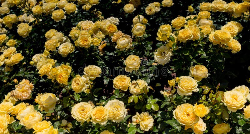 Rose Garden with Beautiful Fresh Roses Stock Image - Image of petal ...