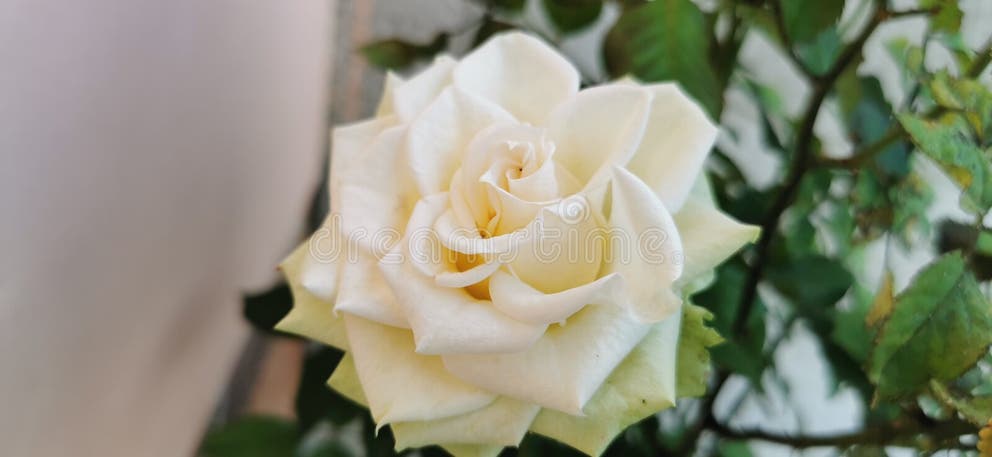 Rose garden beauty stock image. Image of rose, yellow - 177758361