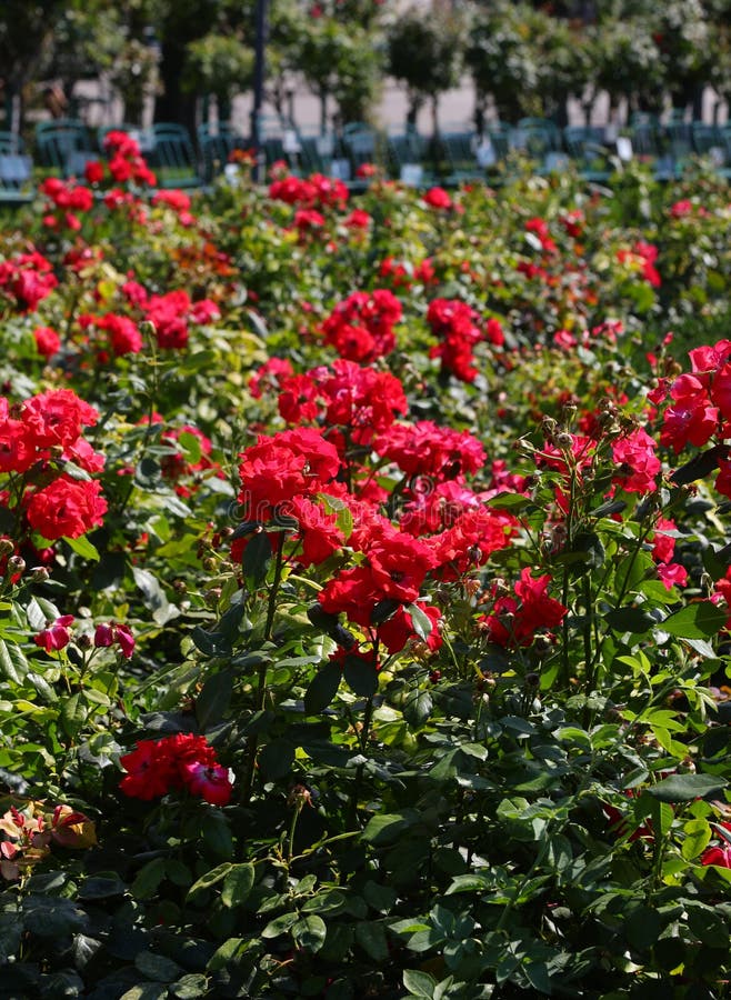 Rose Garden with Blooming Red Roses in Spring the Public Park Stock ...