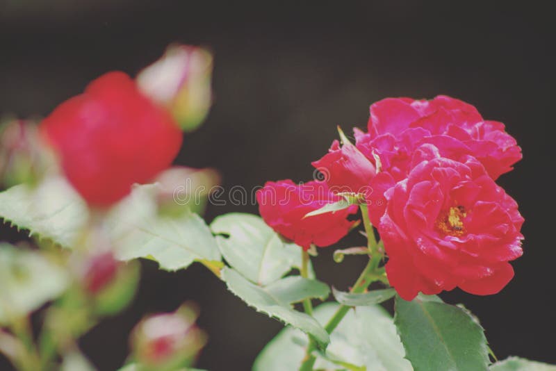 The rose in a garden stock image. Image of brazil, wind - 168788701