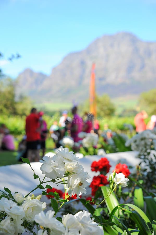 Rose garden event stock image. Image of leaf, wall, wedding - 79927887