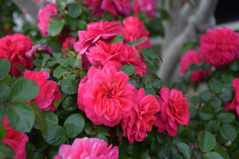 Rose Garden with Fuchsia Roses Stock Image - Image of roses, green ...