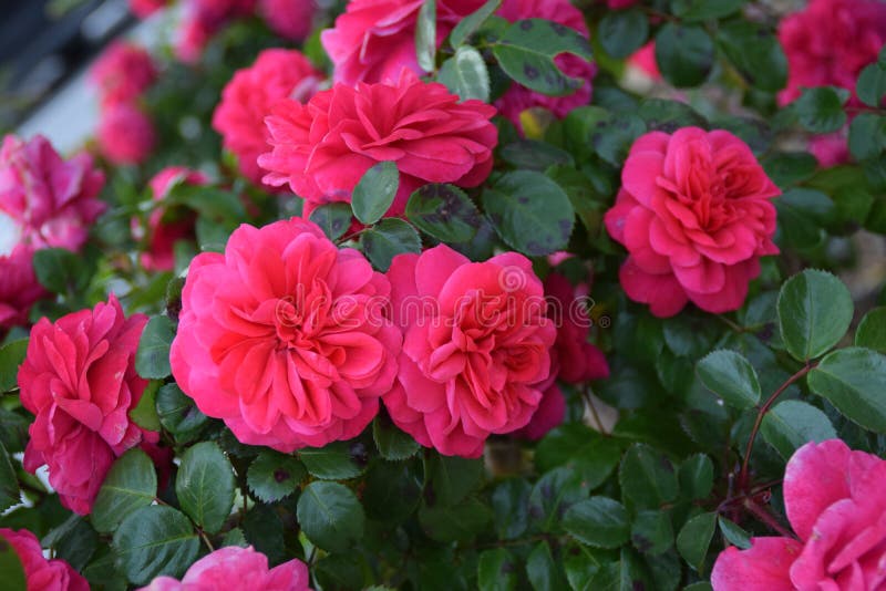 Rose Garden with Fuchsia Roses Stock Photo - Image of colors, close ...