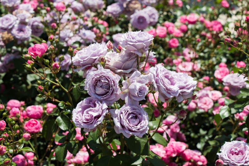 Rose Garden with Beautiful Fresh Roses Stock Photo - Image of romance ...
