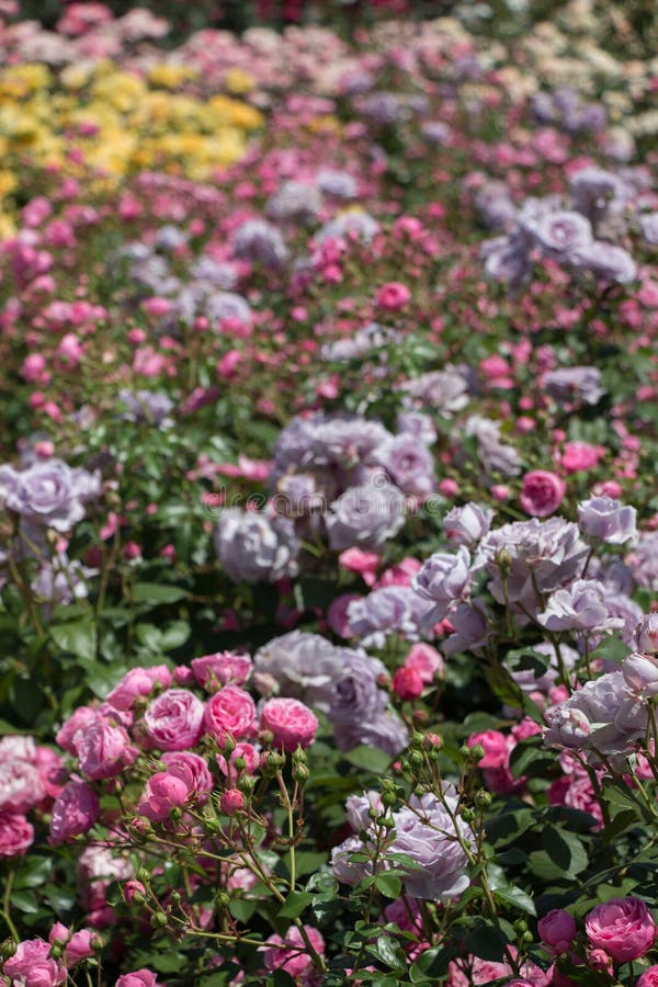 Rose Garden with Beautiful Fresh Roses Stock Photo - Image of plant ...