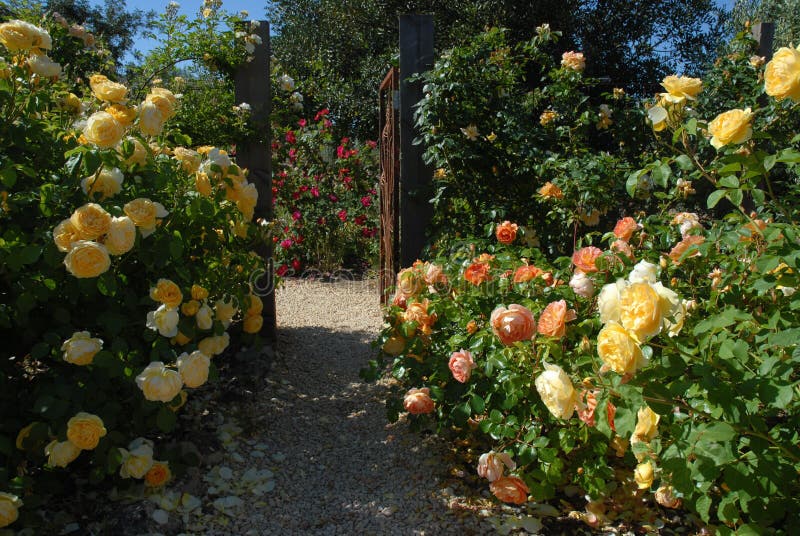 Rose Garden in Full Bloom in Spring Stock Image - Image of outdoor ...