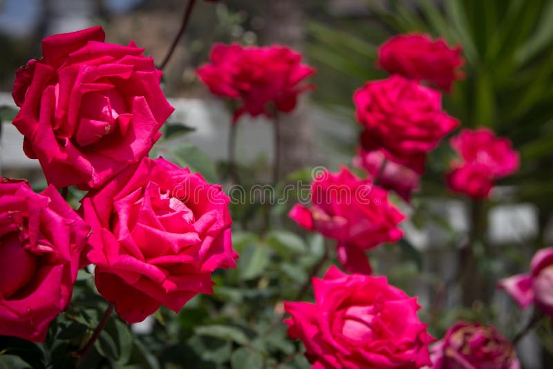 Rose Garden stock image. Image of gardening, bright, plant - 68551577
