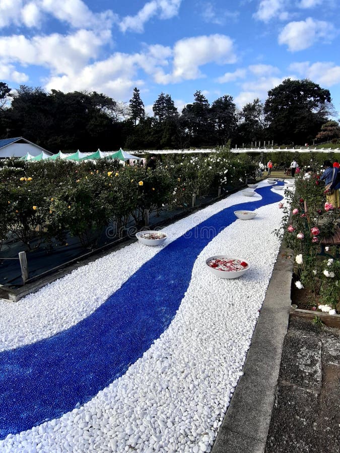 Rose Garden in Japan stock image. Image of japan, sunny - 361952039