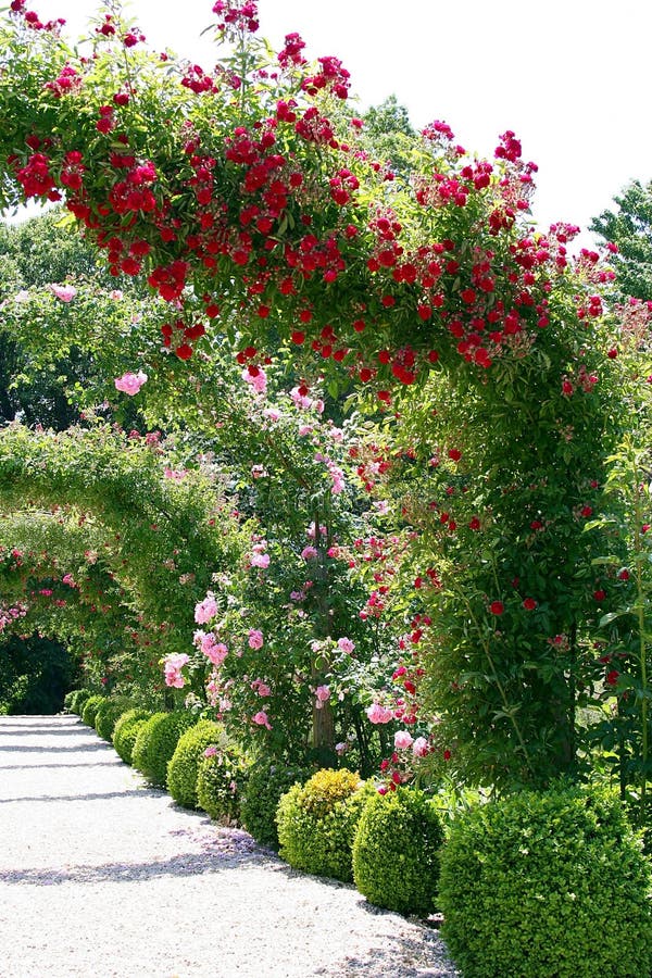 Rose Garden Landscape stock photo. Image of plant, display - 2622350
