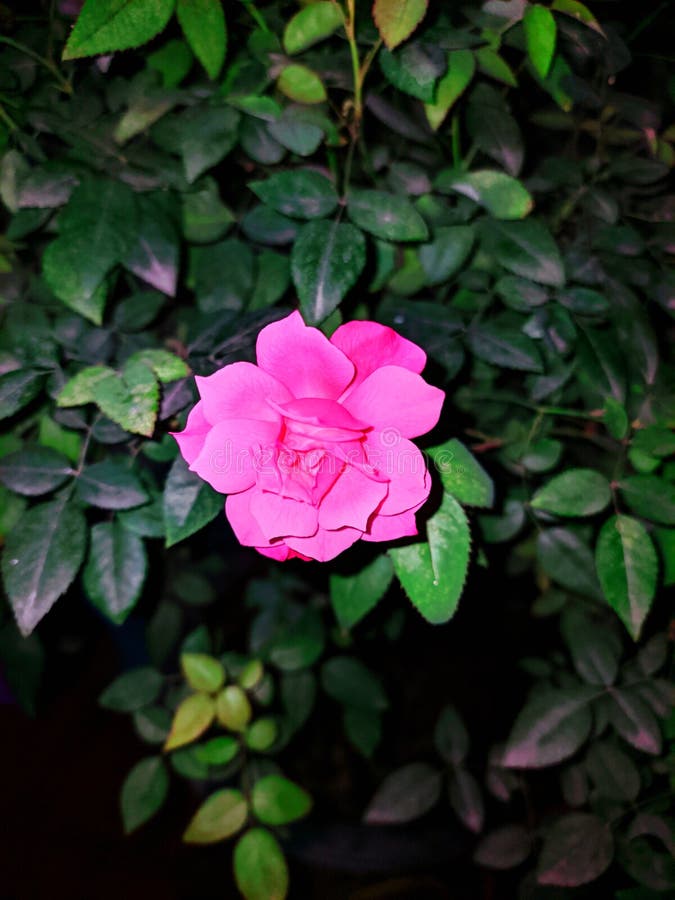 Rose in the Garden at Night Stock Image - Image of colorful, rose ...