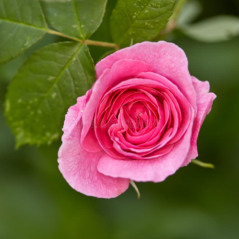 The Rose in the Garden. a Photo of a Beautiful Pink Rose in the Garden ...