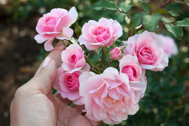 156 Girl Budding Stock Photos - Free & Royalty-Free Stock Photos from ...