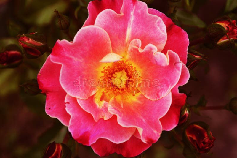 Rose Garden Pink Red Macro Pollen Magic Stock Photo - Image of plant ...