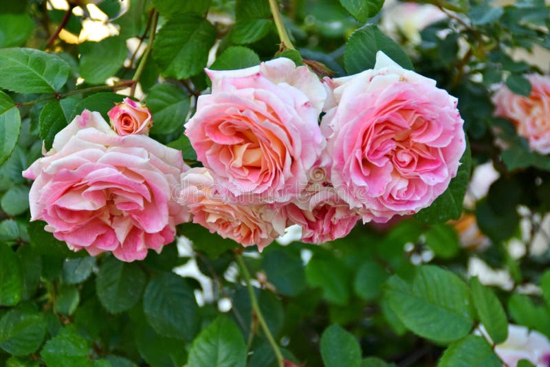 Rose Garden with Pink Roses Stock Image - Image of plants, garden: 92615045