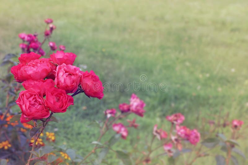 Rose garden stock image. Image of outdoors, colored, background - 32904435